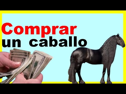 Caballos domados en venta en Castilla y León: encuentra el compañero ...