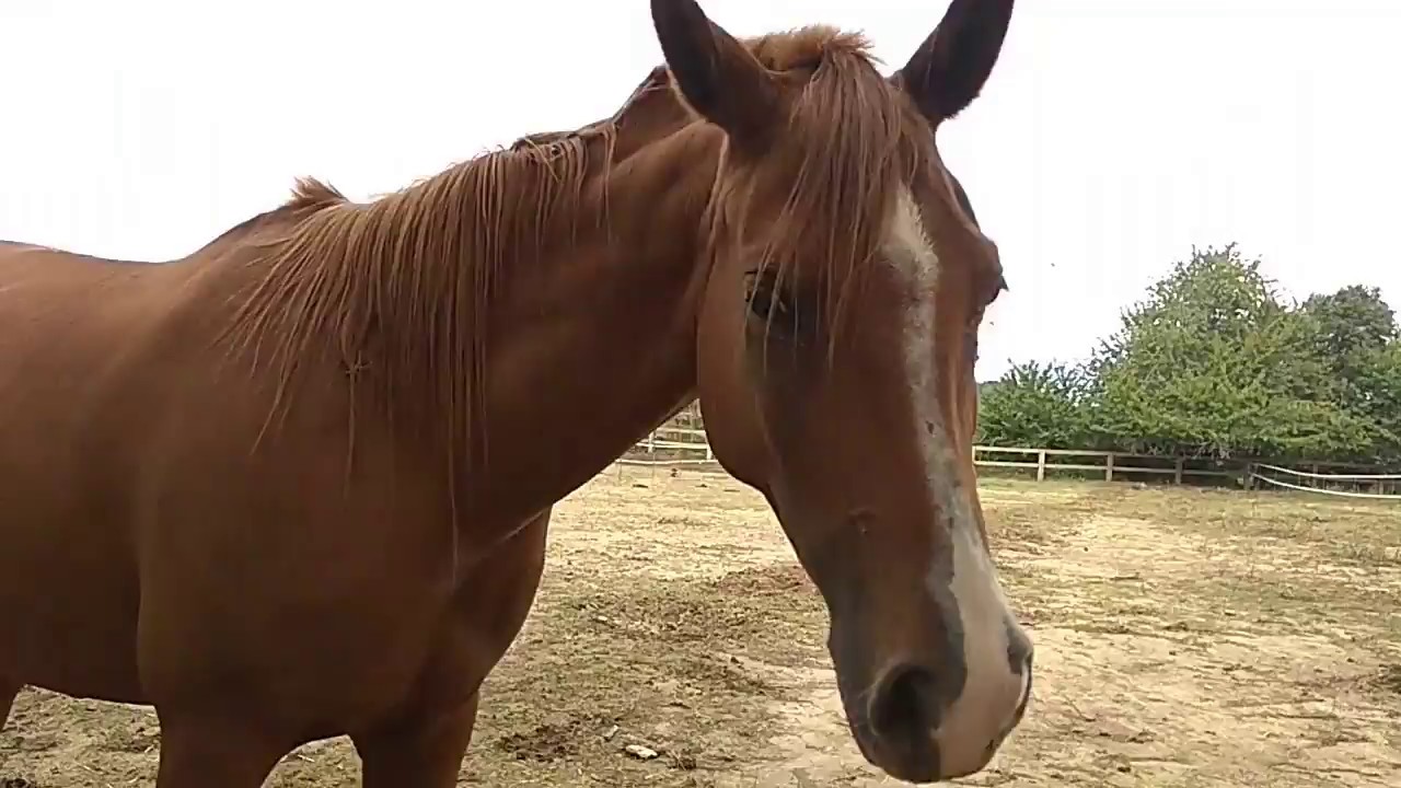 Club Hípic Sant Mateu: Un oasis para los amantes de la equitación ...