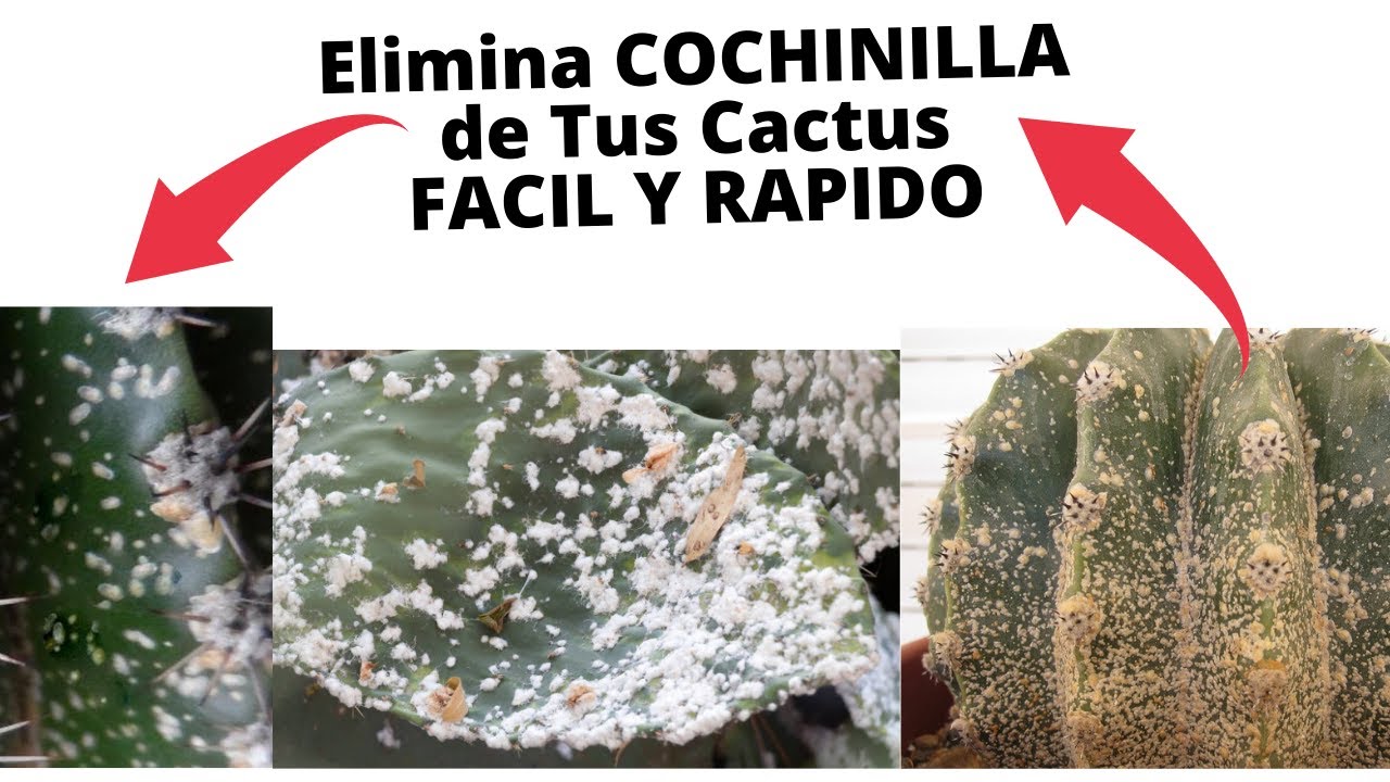 Cómo curar un cactus amarillo consejos para su recuperación - Tras Tucada