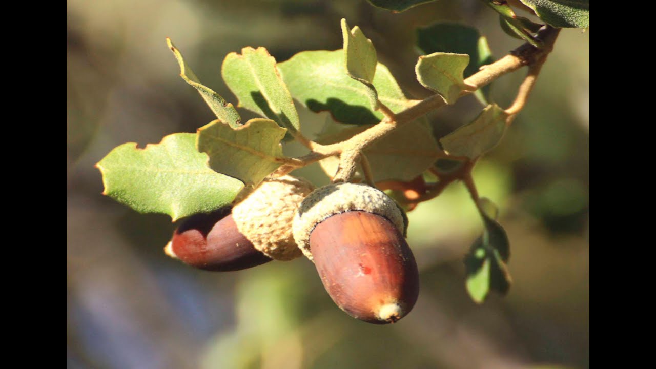 El árbol de las bellotas conoce todo sobre su origen y propiedades ...