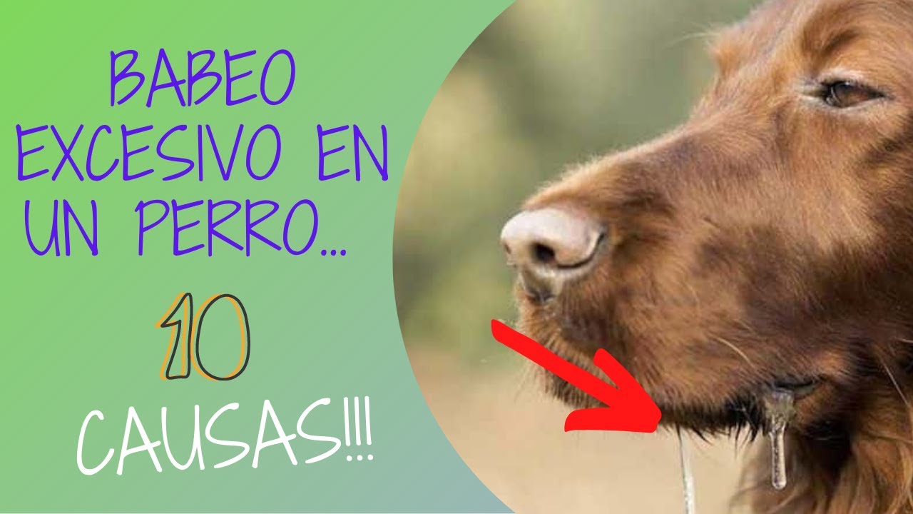 Exceso de salivación y dificultad al tragar en perros causas y ...