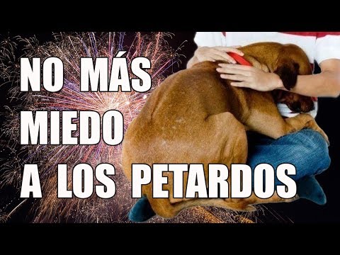 La ética de picar a un perro en la caza técnicas seguras y efectivas ...