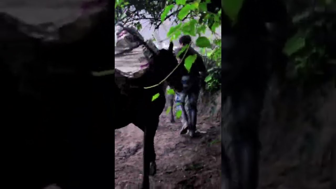 Por qué es importante cubrir tu yegua con un burro o caballo macho ...