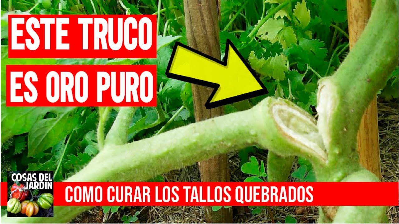 Reparar una rama rota en una planta consejos y técnicas - Tras Tucada